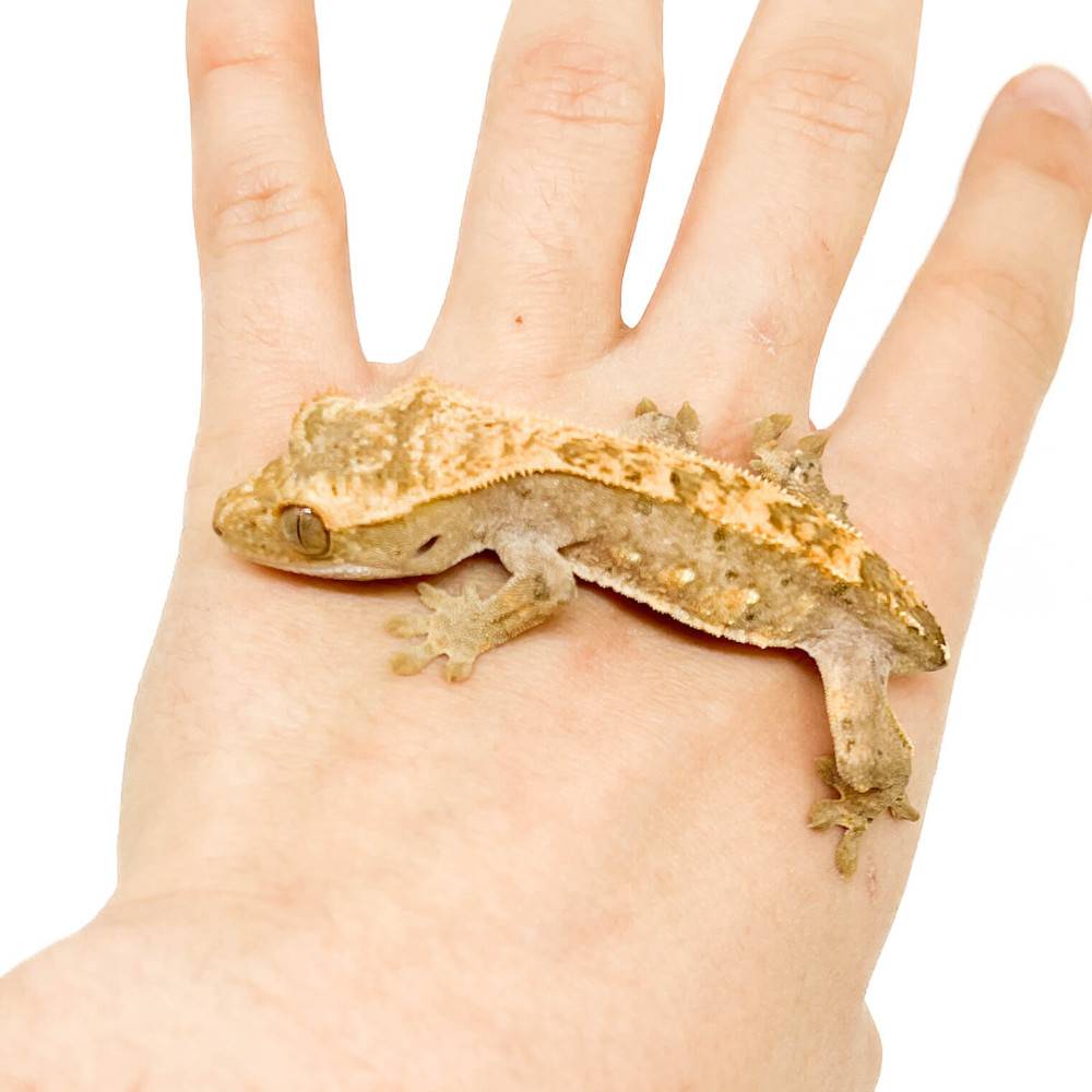 Correlophus ciliatus TAIL LESS (Mix colors) - Gecko à crête