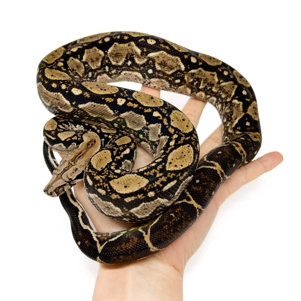 Boa empereur "Crawl cay" - Boa imperator