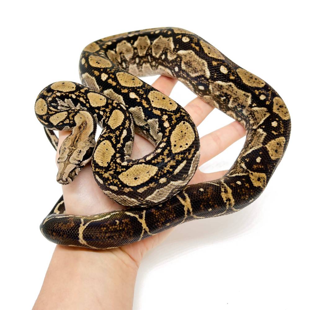 Boa empereur "Crawl cay" - Boa imperator