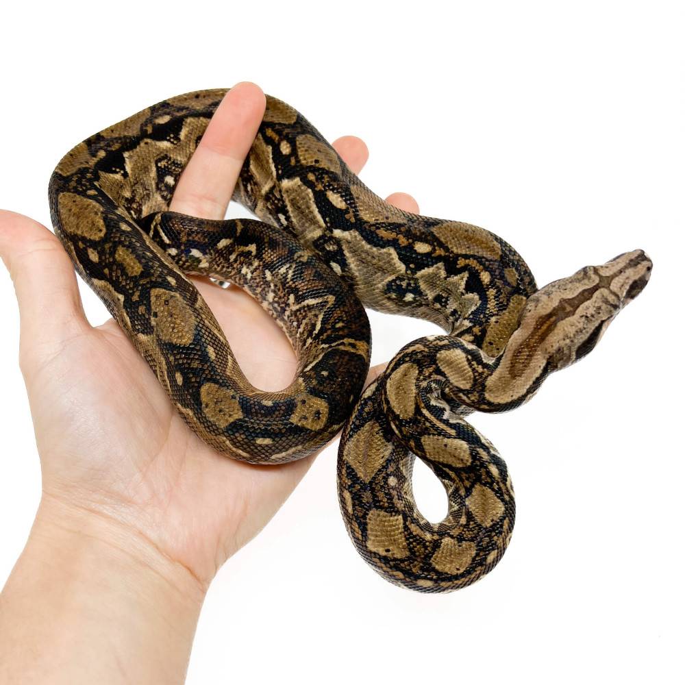 Boa empereur "Crawl cay" - Boa imperator