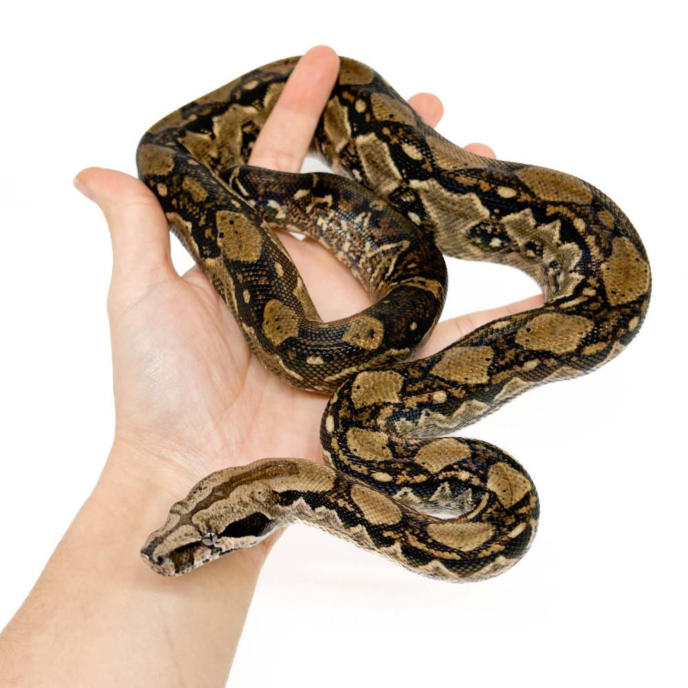 Boa empereur "Crawl cay" - Boa imperator