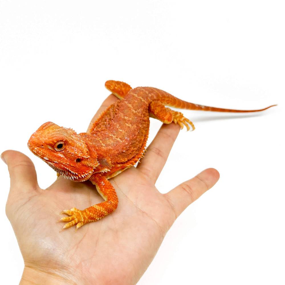 Pogona vitticeps "Extrem Hypo Red Translucent" - Agame barbu