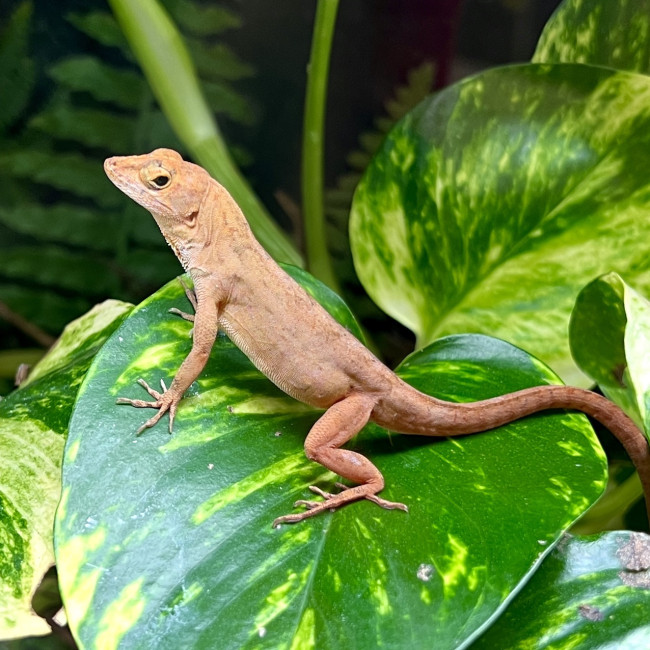 Anolis sagrei "Red" - Anole brun de Cuba