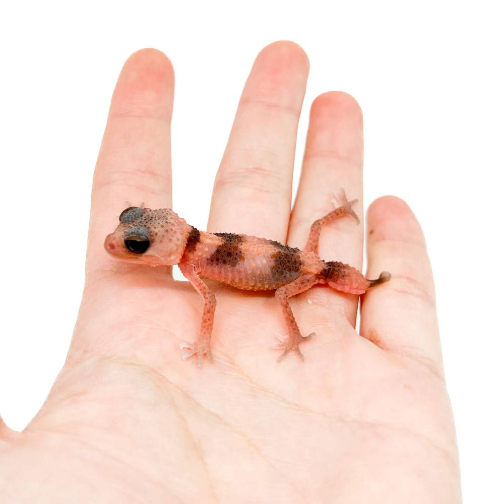 Nephrurus wheeleri cinctus - Gecko à queue bossue annelé