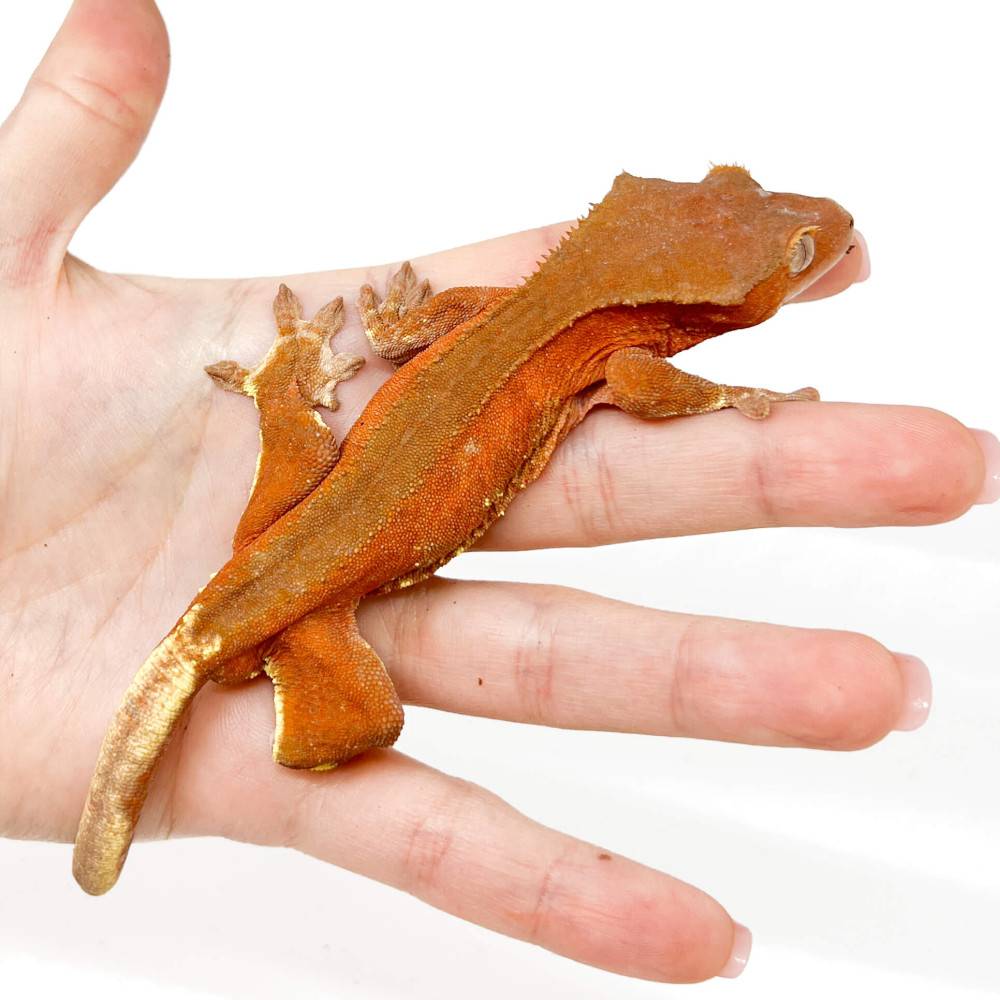 Correlophus ciliatus "Red Lilly White" - Gecko à crête