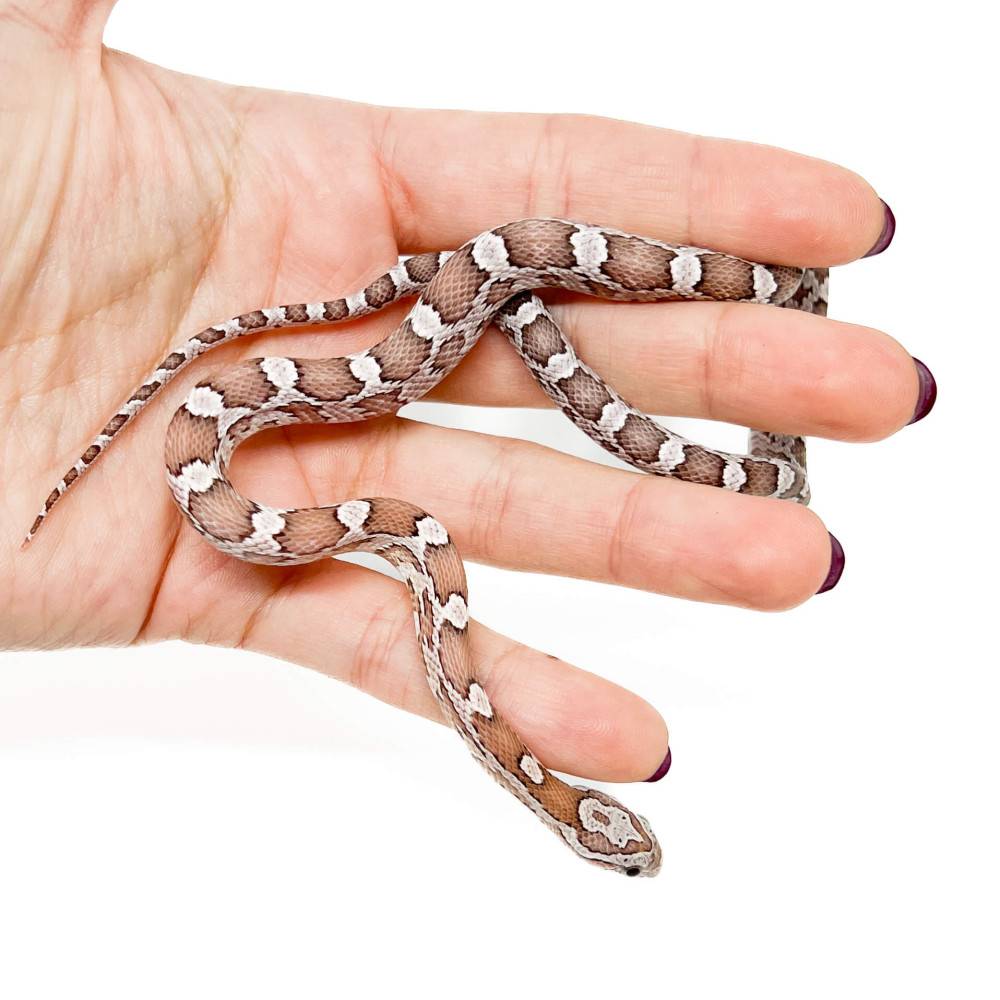 Serpent des blés "Ghost" - Pantherophis guttatus