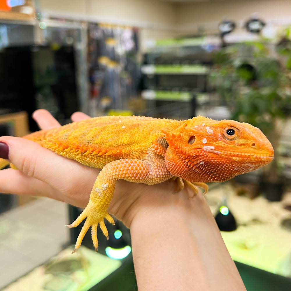 Pogona vitticeps "Extrem Hypo Red Translucent" - Agame barbu