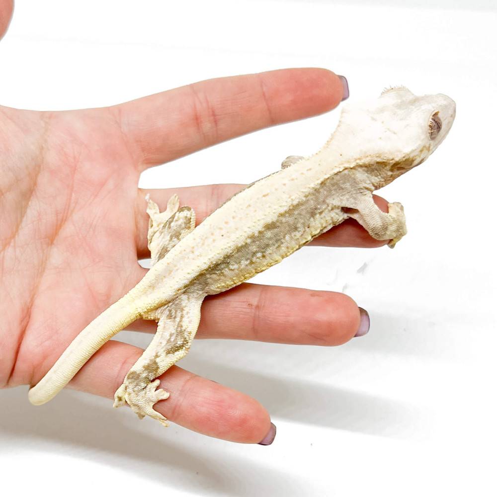 Correlophus ciliatus "Lilly White" (Femelles adultes) - Gecko à crête