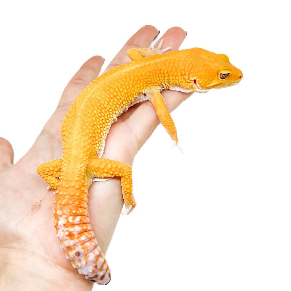 Eublepharis macularius "Hybino" - Gecko léopard