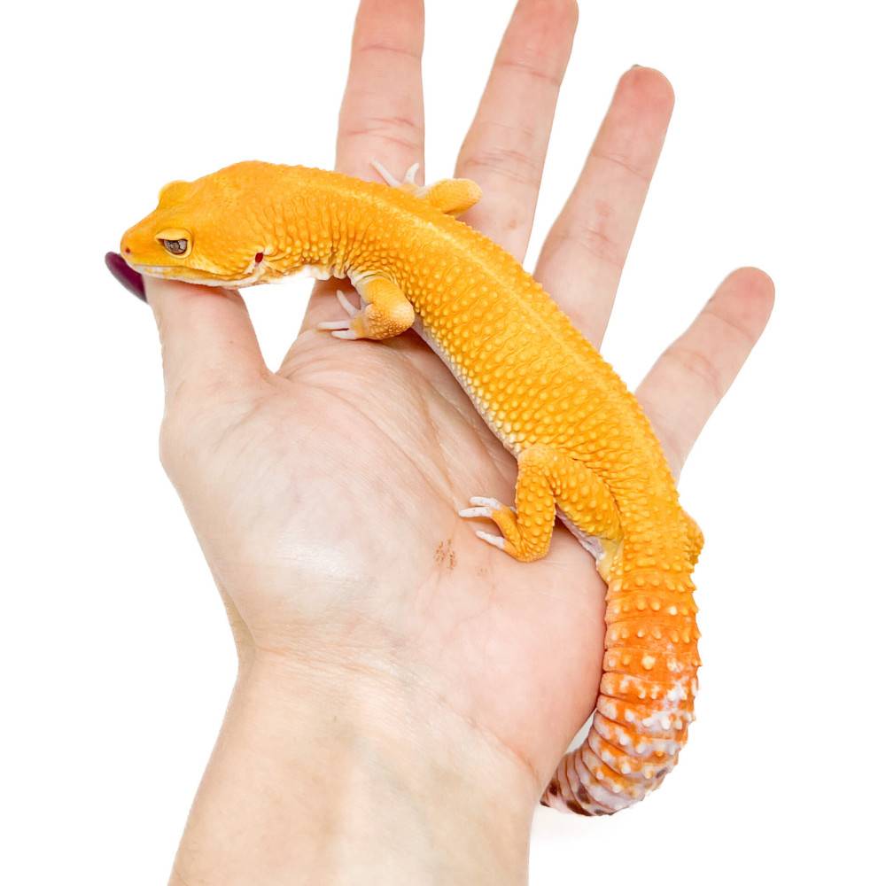 Eublepharis macularius "Hybino" - Gecko léopard