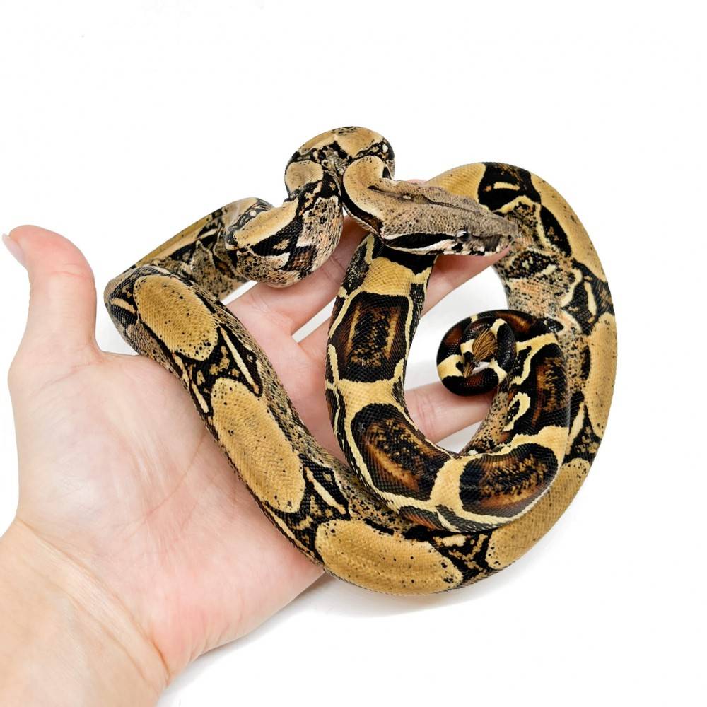 Boa constrictor et Boa imperator - Bebesaurus