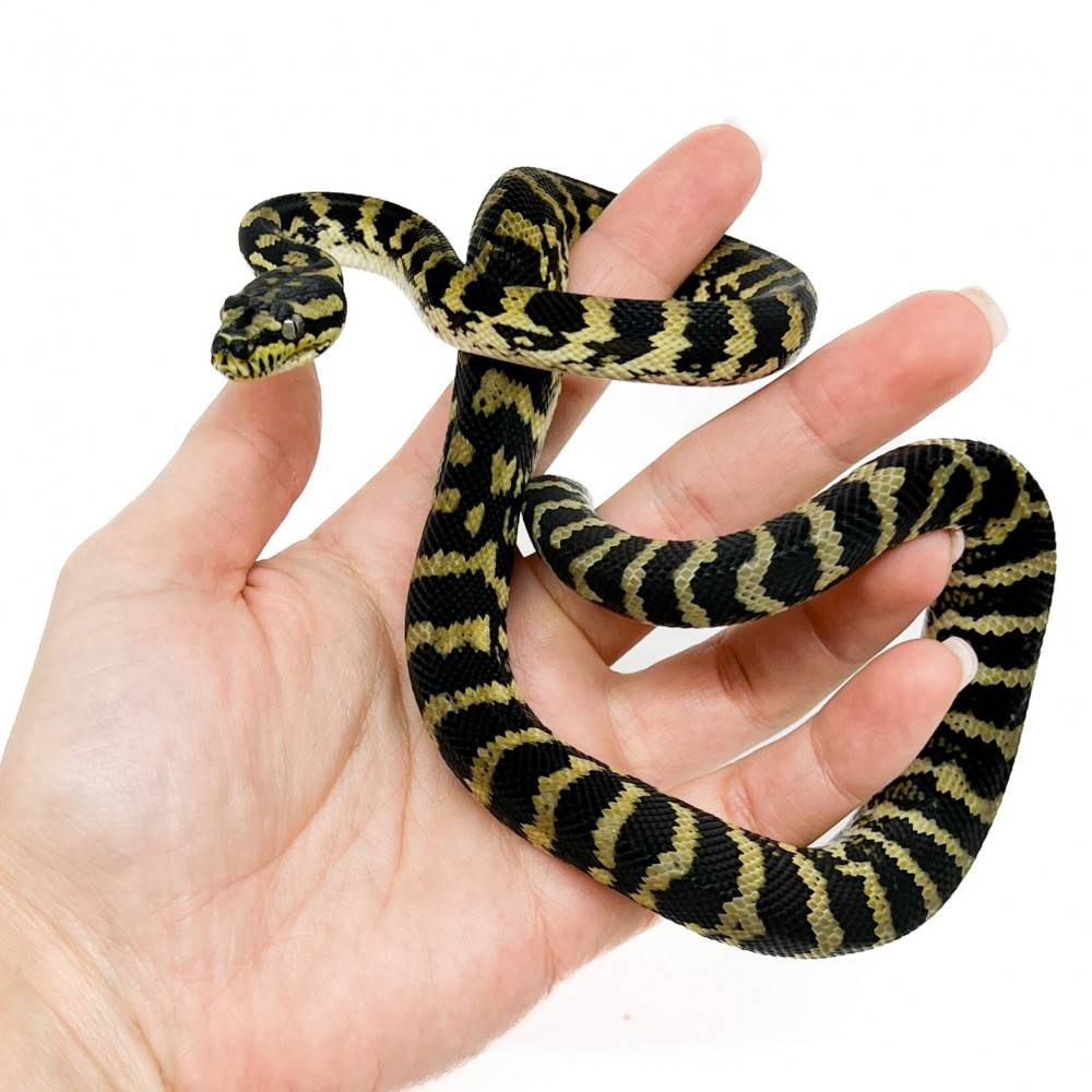Morelia spilota spp - Python tapis