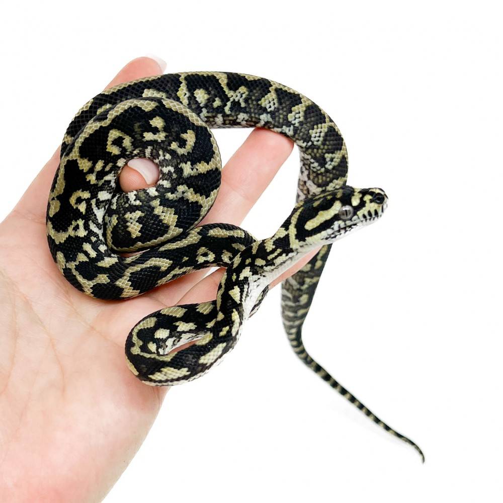 Morelia spilota en ligne ou à Lyon