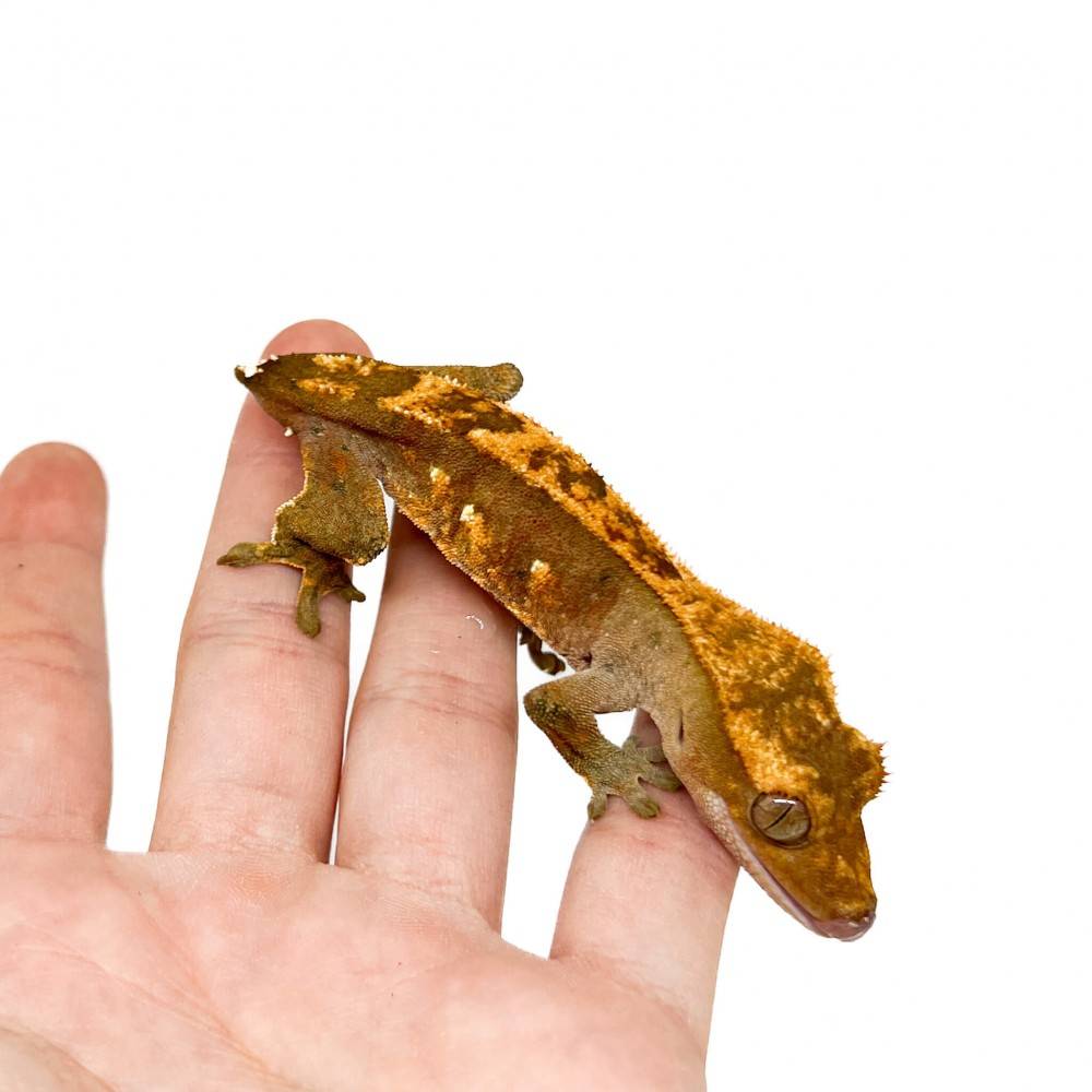 Correlophus ciliatus TAIL LESS "Harlequin" - Gecko à crête