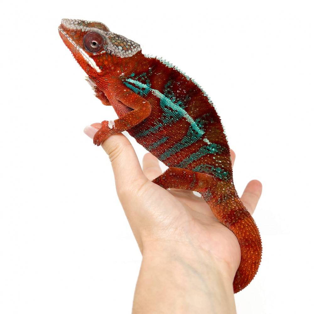 Caméléon panthère "Ambanja red" - Furcifer pardalis