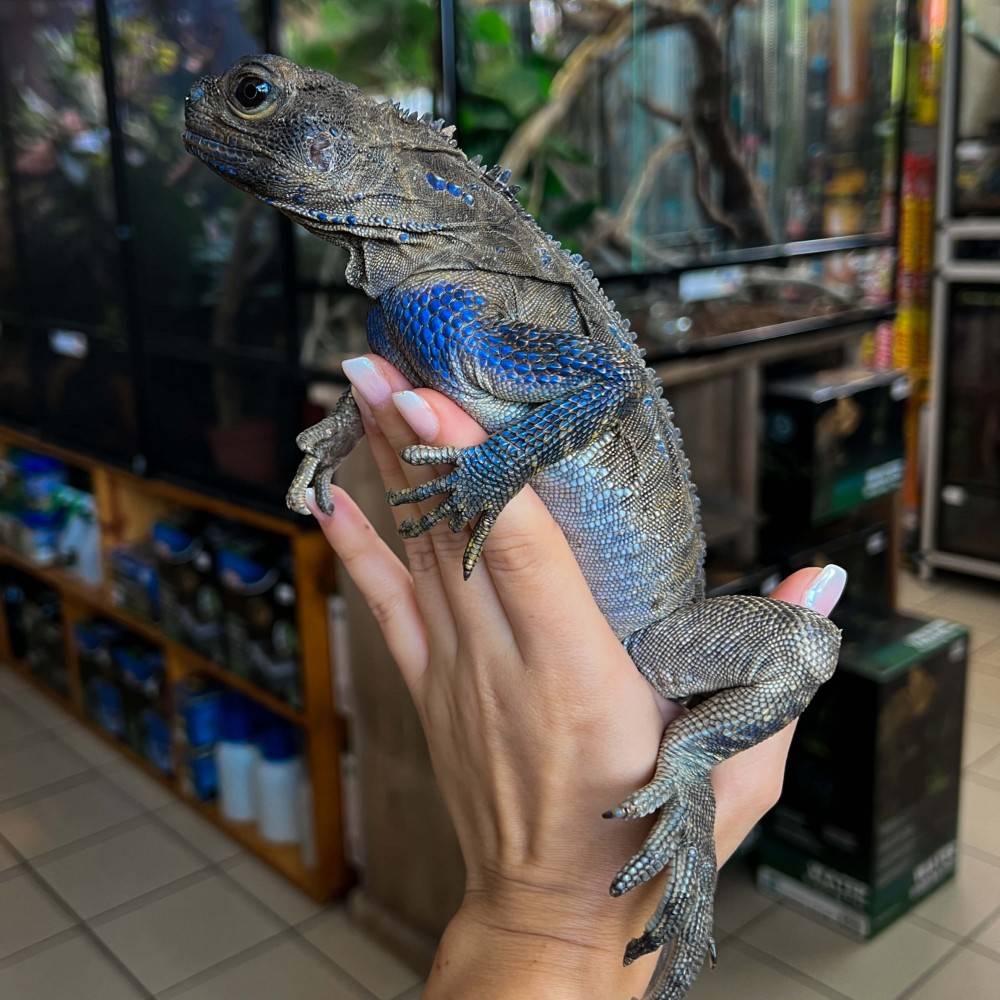 Hydrosaurus pustulatus - Agame voilier des Philippines