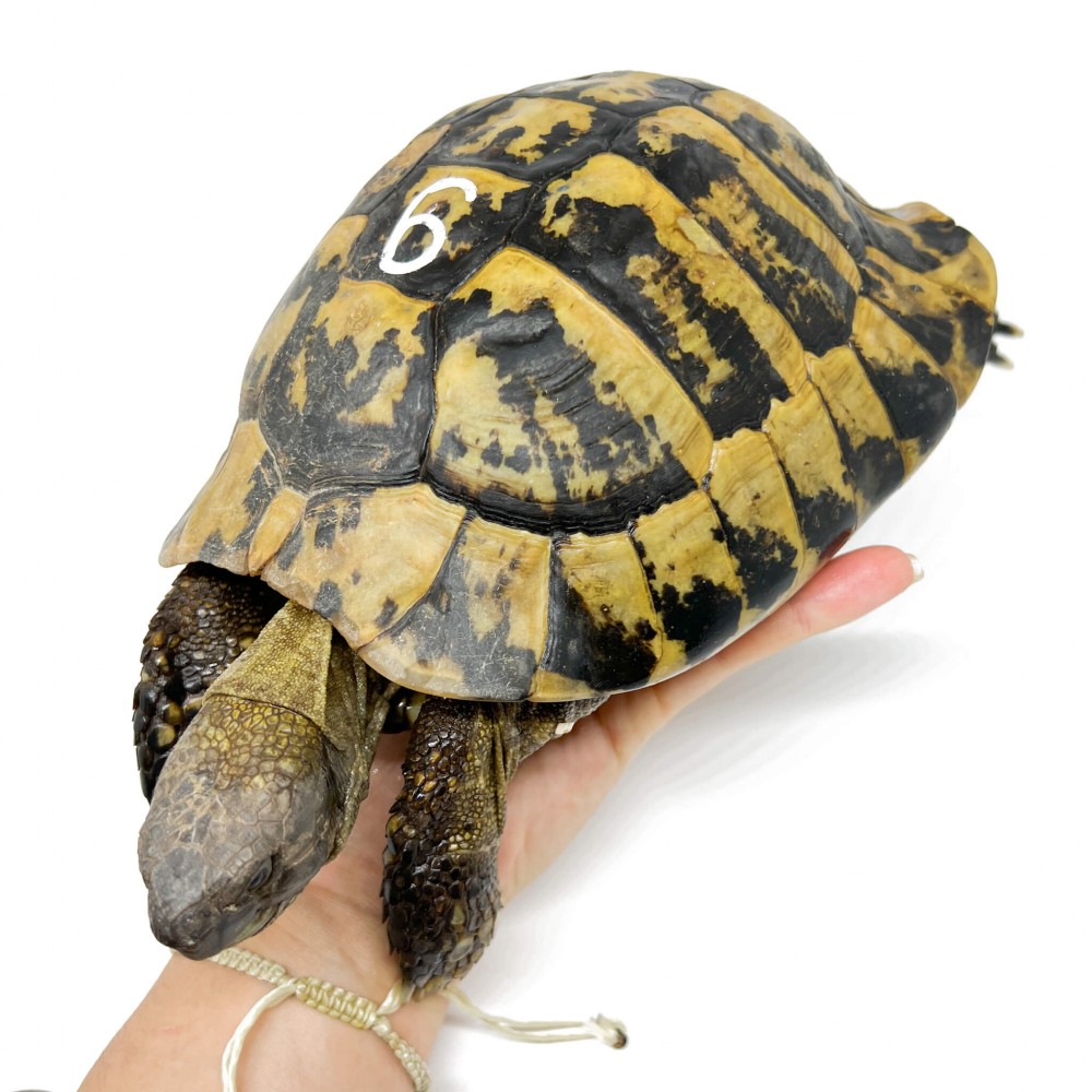 Testudo hermanni boettgeri (Nées en 2015) - Tortue d'Hermann