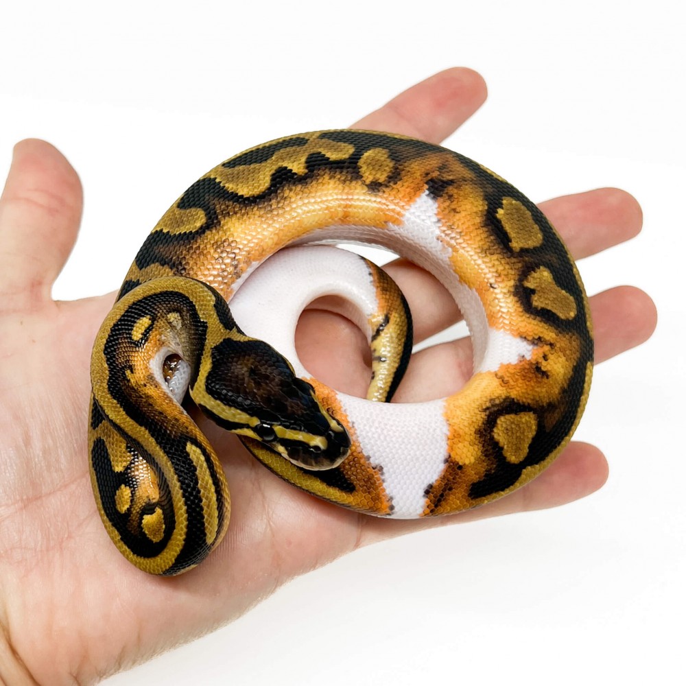 Python royal "Piebald" - Python regius