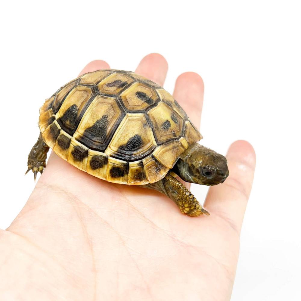 Testudo hermanni boettgeri (Juvéniles 2023-2024)- Tortue d'Hermann