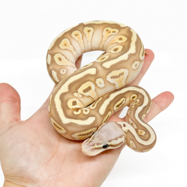 Python regius "Pastel Lesser Banana" - Python royal