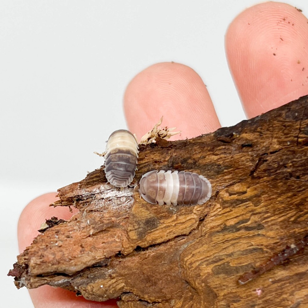 Cubaris sp "Panda King"