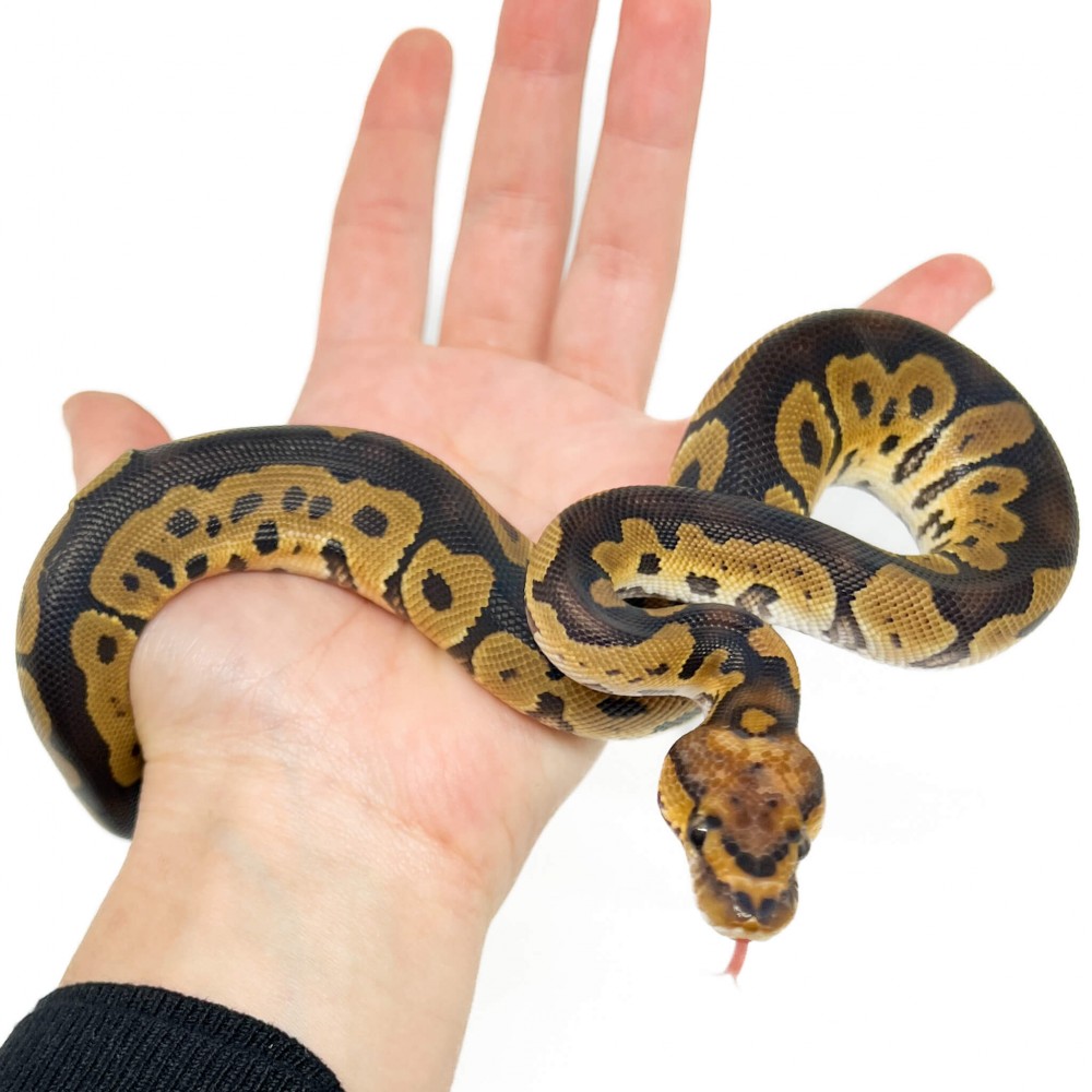 Python royal mutation "Clown" - Python regius