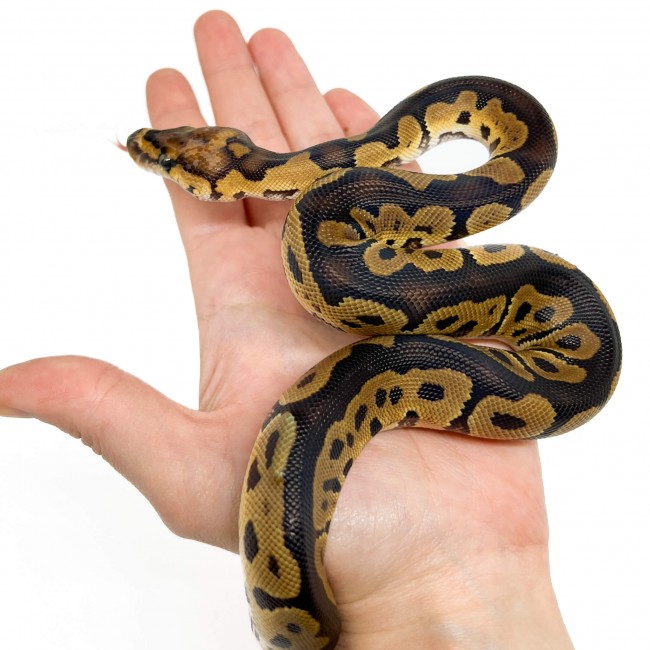 Python royal mutation "Clown" - Python regius