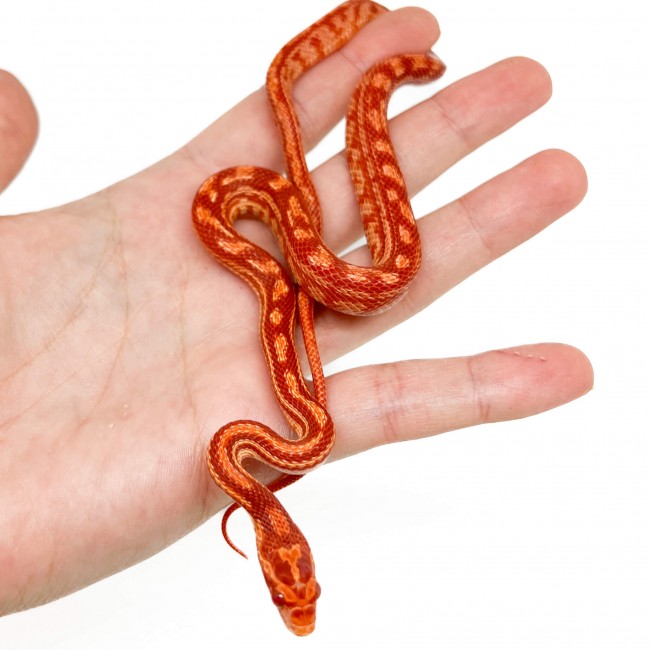 Pantherophis guttatus "Tessera albinos" - Serpent des blés