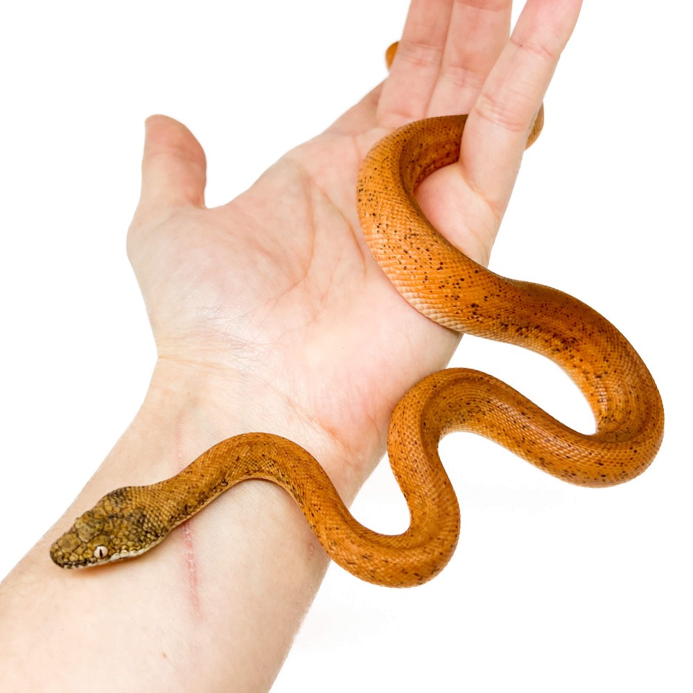 Liasis mackloti savuensis - Python de Savu