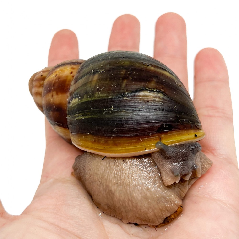 Archachatina rhodostoma "Dark Wild" - Escargot géant