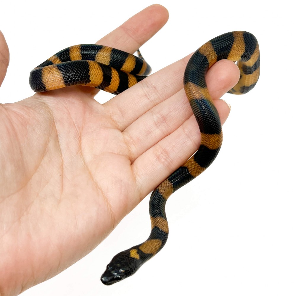 Bothrochilus boa - Python annelé de Bismarck