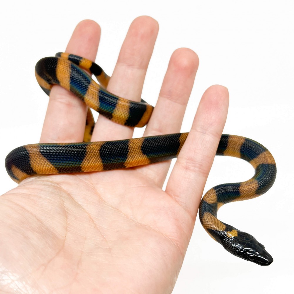 Bothrochilus boa - Python annelé de Bismarck