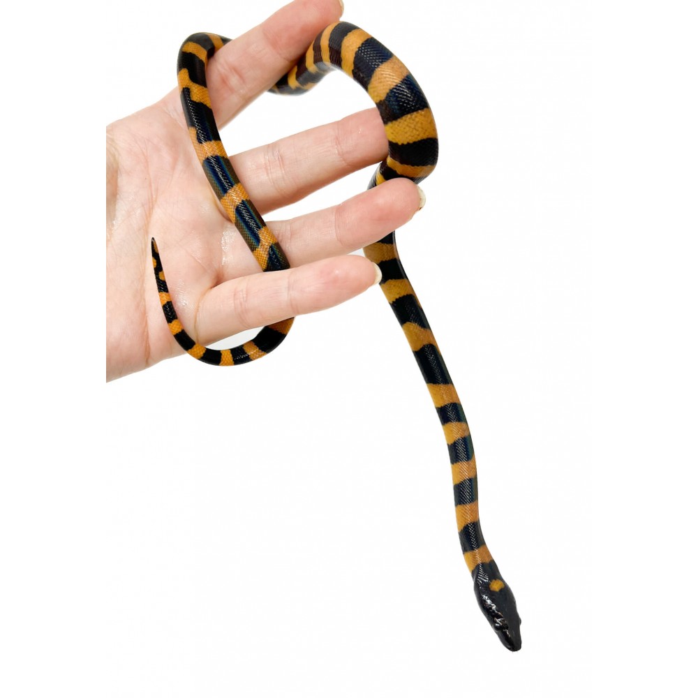 Bothrochilus boa - Python annelé de Bismarck