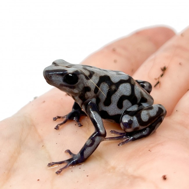 Dendrobates auratus "Pena Blanca" - Dendrobates doré