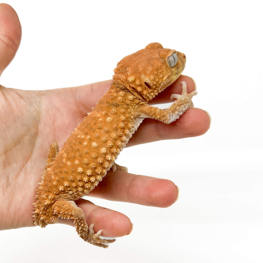 Nephrurus amyae - Gecko à queue rugueuse du centre australien