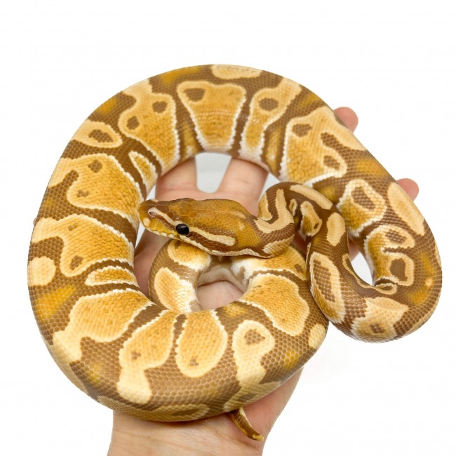 Python regius "Ultramel" - Python royal