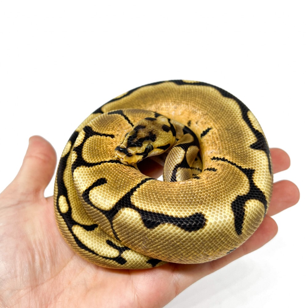 Python royal "Spider" - Python regius