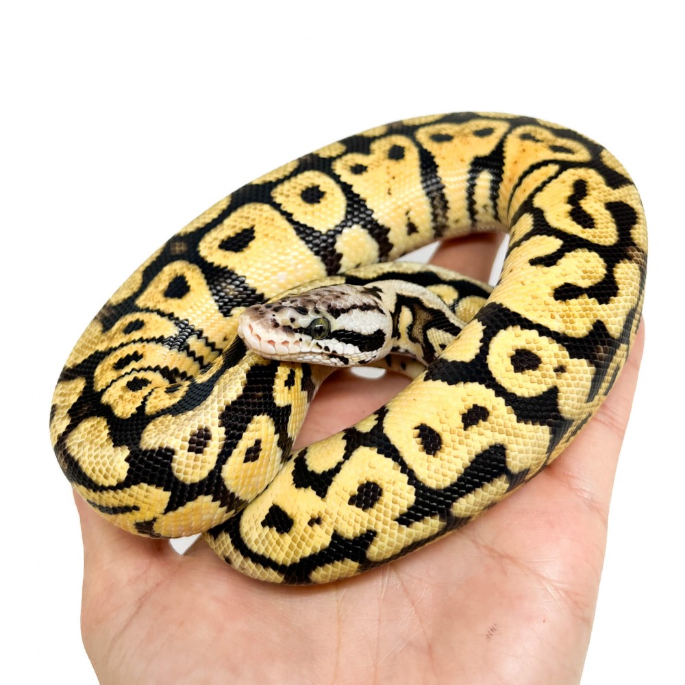 Python regius "Spotnose Pastel OD" - Python royal