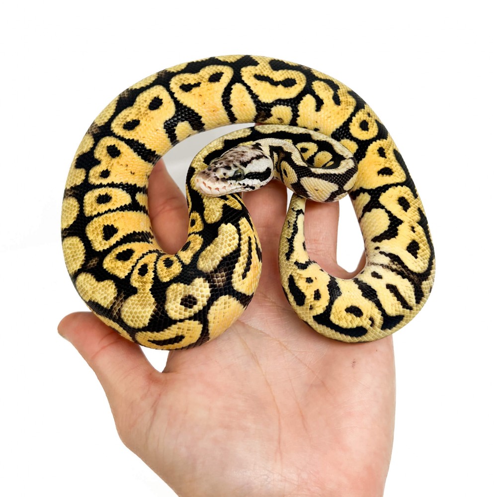 Python regius "Spotnose Pastel OD" - Python royal