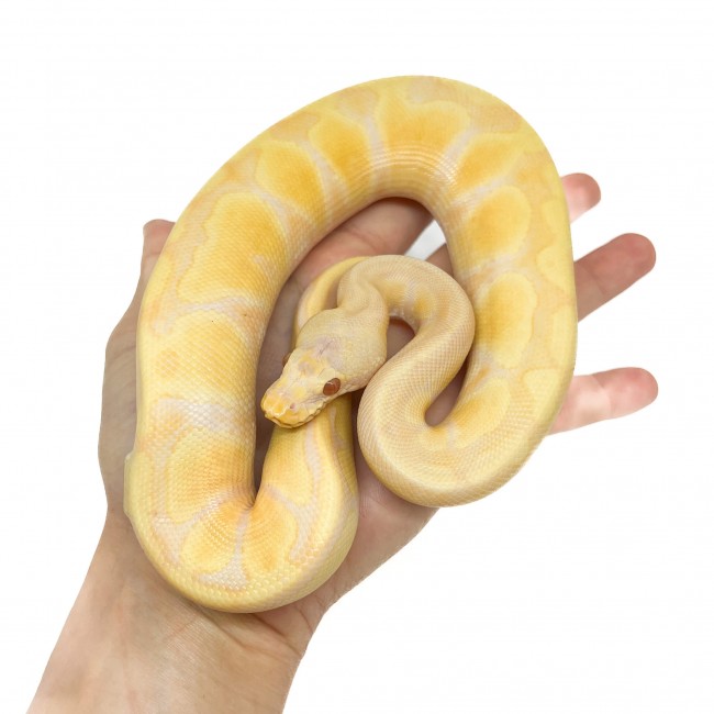 Python regius "Leopard Pastel enchi" - Python royal