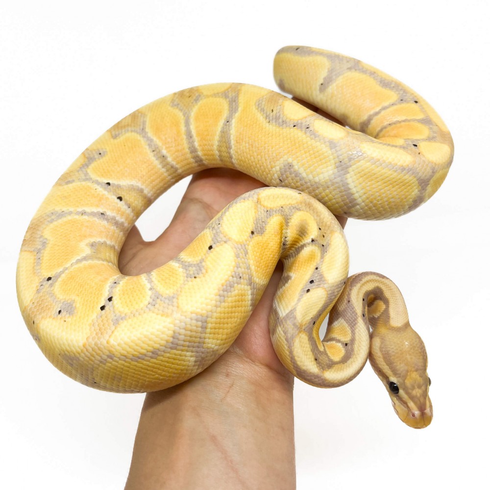 Python regius "Banana Orange Dream" - Python royal