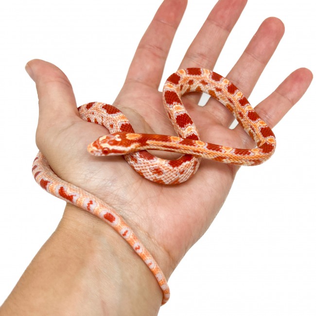 Pantherophis guttatus "Reverse Albinos" - Serpent des blés