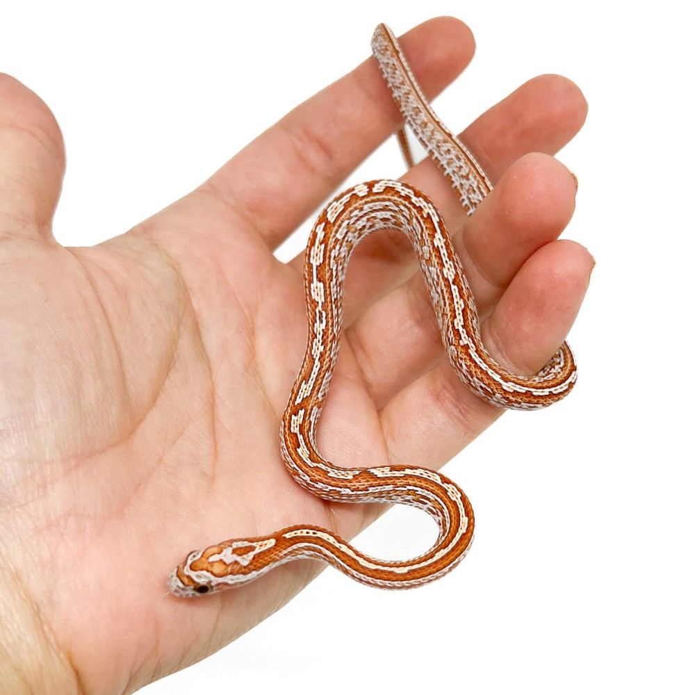 Pantherophis guttatus "Ultramel Tessera" - Serpent des blés