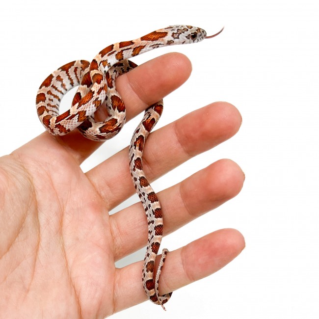 Pantherophis guttatus "Miami sunkissed" - Serpent des blés