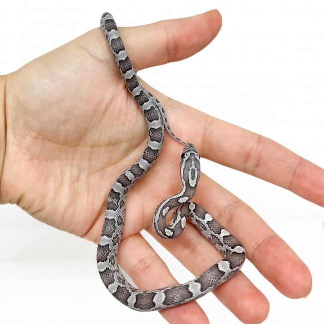 Pantherophis guttatus "Blue" - Serpent des blés