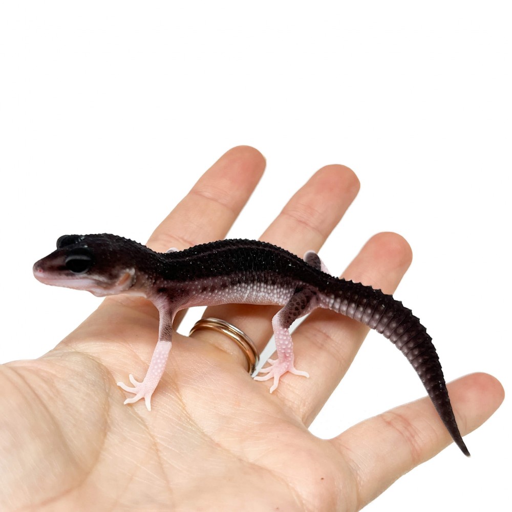 Eublepharis macularius "Black Night Super Mack Snow Eclipse" - Gecko ...