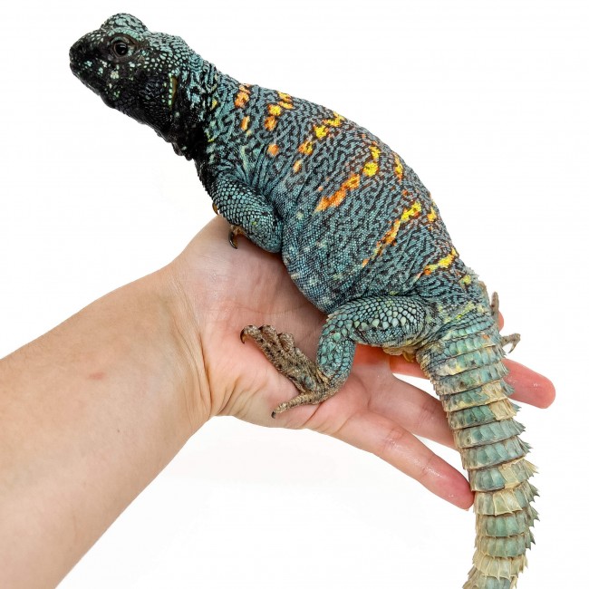 Uromastyx ornata ornata COUPLE - Fouette-queue