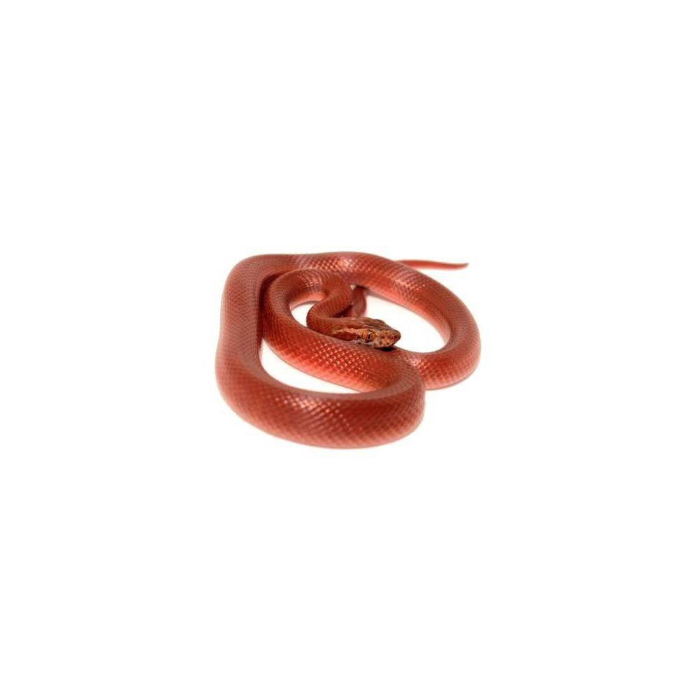 Boaedon capensis "Red Kenya" - Serpent des maisons - Bebesaurus