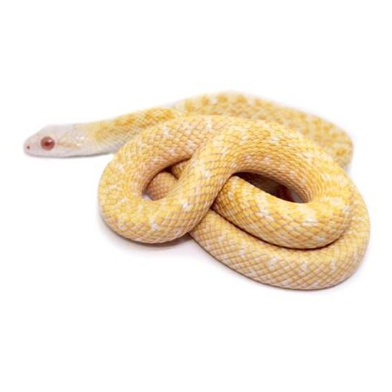 Elaphe climacophora "Albinos" / Serpent ratier du Japon - Bebesaurus