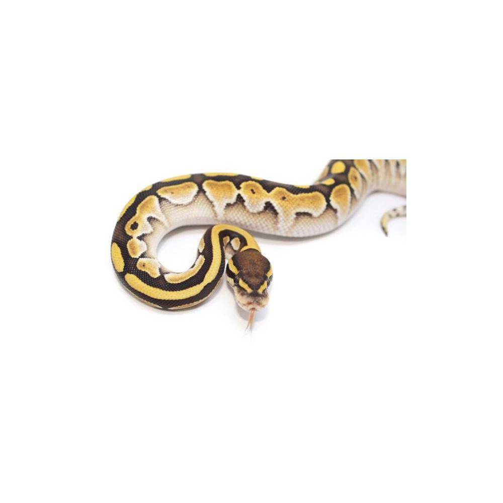 Python regius "Butter" - Python royal